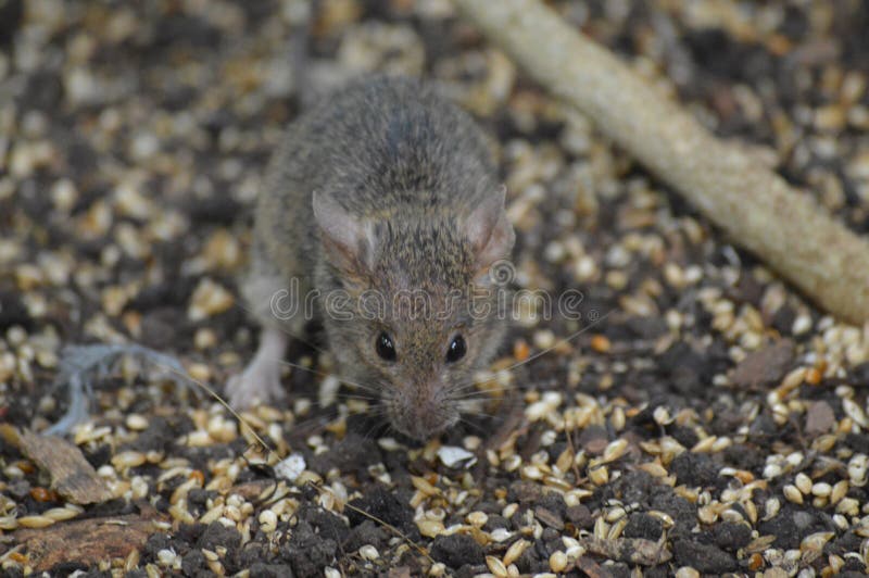 Eine Kleine Graue Maus Auf Dem Gorund Stockbild - Bild von nave ...