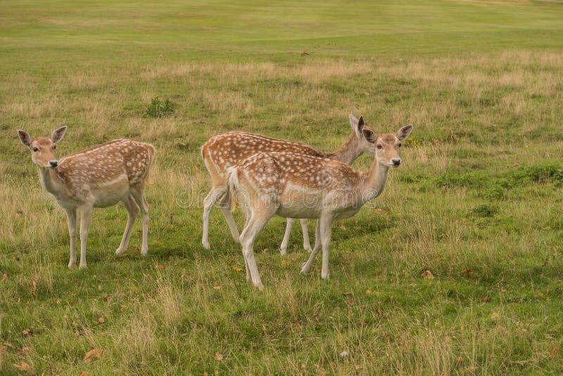Eine Kleine Gruppe Damhirsche Stockfoto - Bild von bewaldet, feld: 60778084