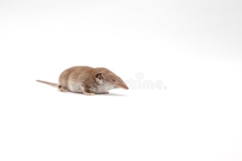 Spitzmaus mit Regenwurm stockfoto. Bild von studio, schnauze - 76297022
