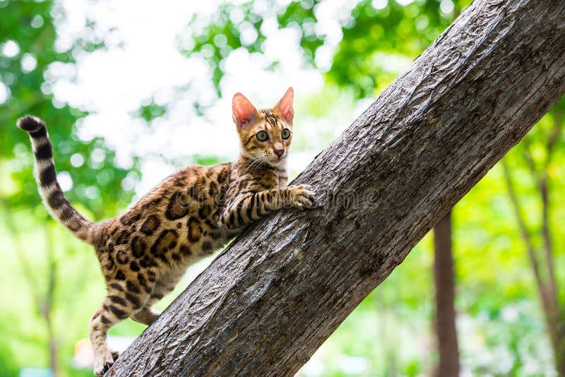 Eine Marmorkatze stockfoto. Bild von schönheit, spiel - 65767188
