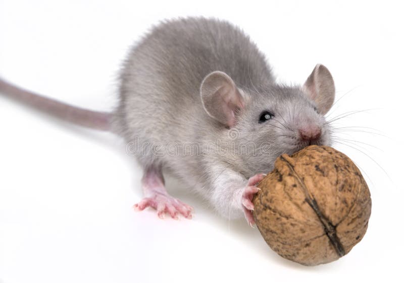 Eine Maus, Die Eine Nuss Isst Stockfoto - Bild von kopf, rückseite ...