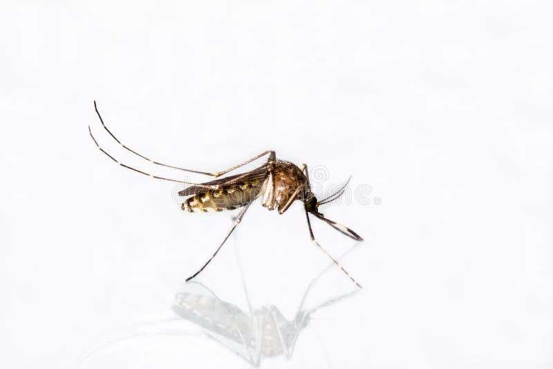 Makro eines Moskitos stockbild. Bild von wasser, schwarzes - 106593321