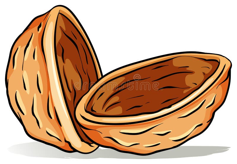 Eine Nussschale vektor abbildung. Illustration von rund - 50509915