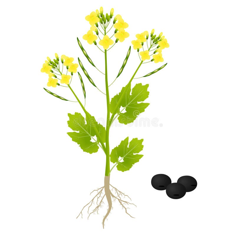Rapspflanze Stock Illustrationen, Vektoren, & Kliparts - 12 Stock ...