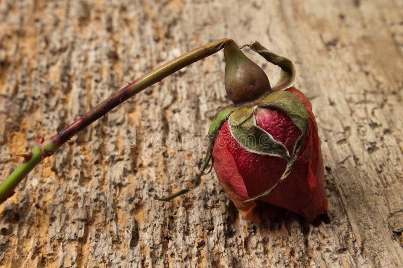 Eine rote faule Rose stockbild. Bild von faul, endlosschraube - 17631269