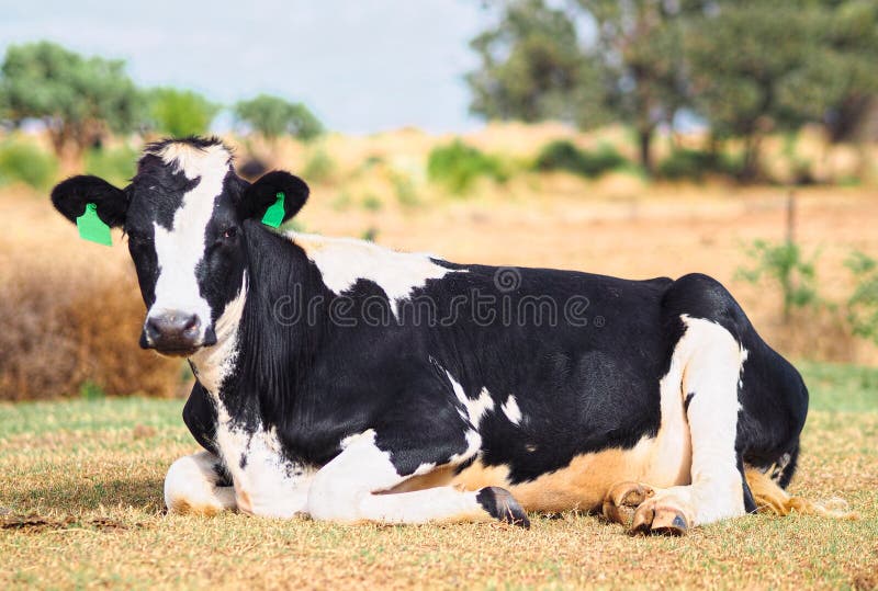 Eine Stillstehende Junge Milchkuh. Stockbild - Bild von tier, milch ...