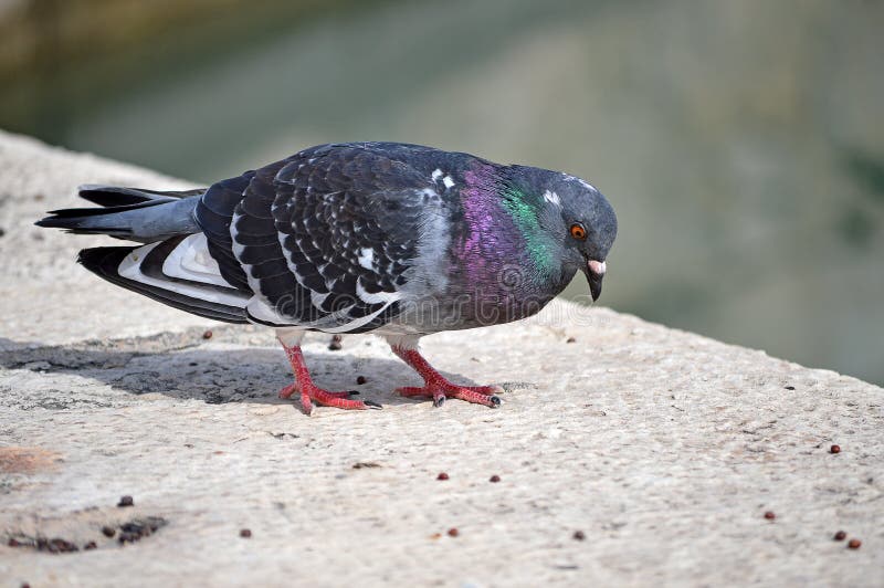 Eine Taube - wilder Vogel stockbild. Bild von zeichen - 52137123