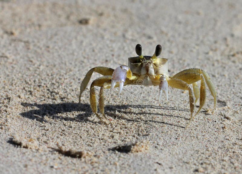 Eine Tropische Gelbe Karibische Krabbe Stockfoto - Bild von tier ...