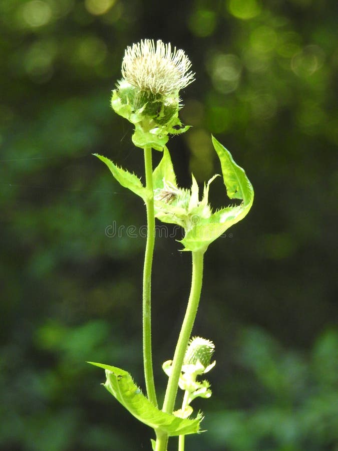 Eine weiße Distel stockbild. Bild von blühen, laub, schönheit - 88151127