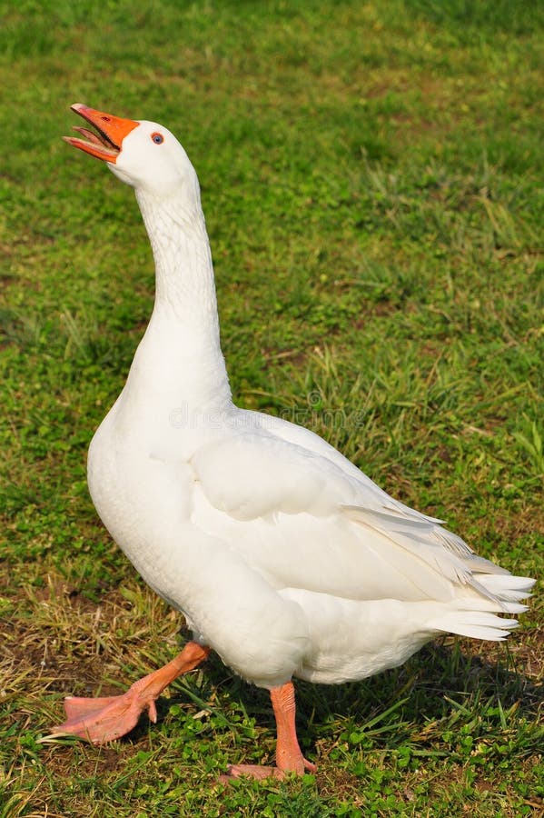 Eine weiße Gans stockfoto. Bild von innenhof, feder, gefieder - 14121436