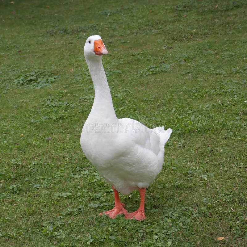 Eine Wei?e Gans Isst Gras Auf Einem Gr?nen Feld Stockfoto - Bild von ...