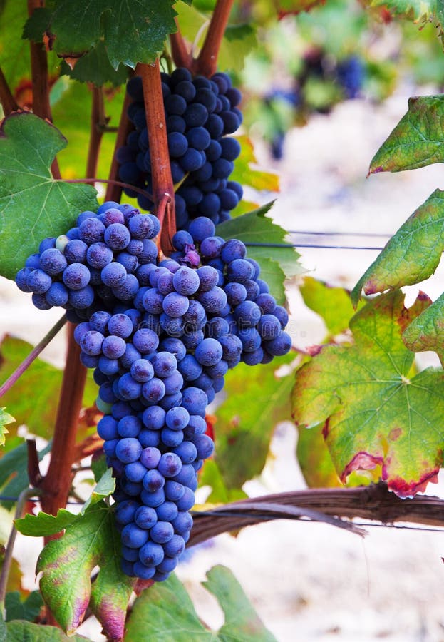 Eine Weintraube stockfoto. Bild von weinstock, italienisch - 6391596