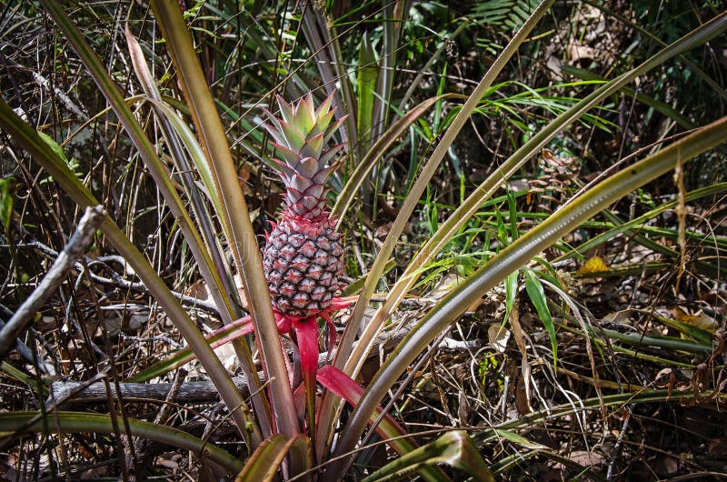 Brutale Ananas Im Tropischen Regenwald Stockfoto - Bild von foto, regen ...