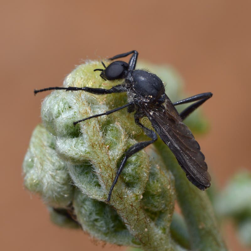 Die sechs Moskitos stockbild. Bild von blut, insekt, moskito - 433559