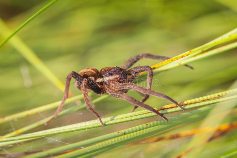 Eingefaßte Jagdspinne stockfoto. Bild von spinne, fahrwerkbeine - 103646344