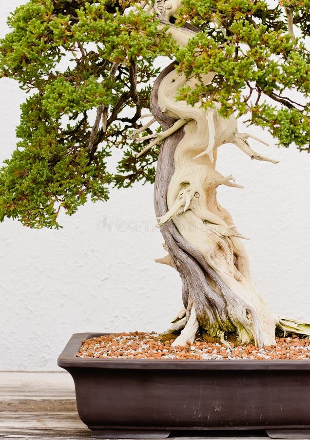 Eingemachter Bonsai-Baum stockbild. Bild von einzeln - 30670577