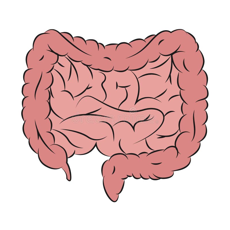Eingeweideillustration Zeichnen Von Eingeweiden Stock Abbildung ...