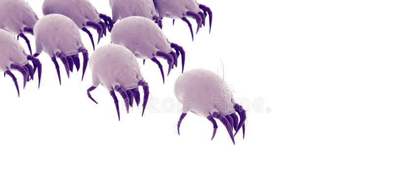 Eine allgemeine Staubmilbe stock abbildung. Illustration von ...
