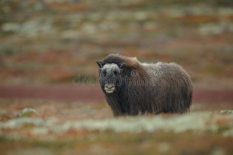 Ochse Des Moschus Zwei in Norwegens Nationalpark Dovrefjell Stockbild ...
