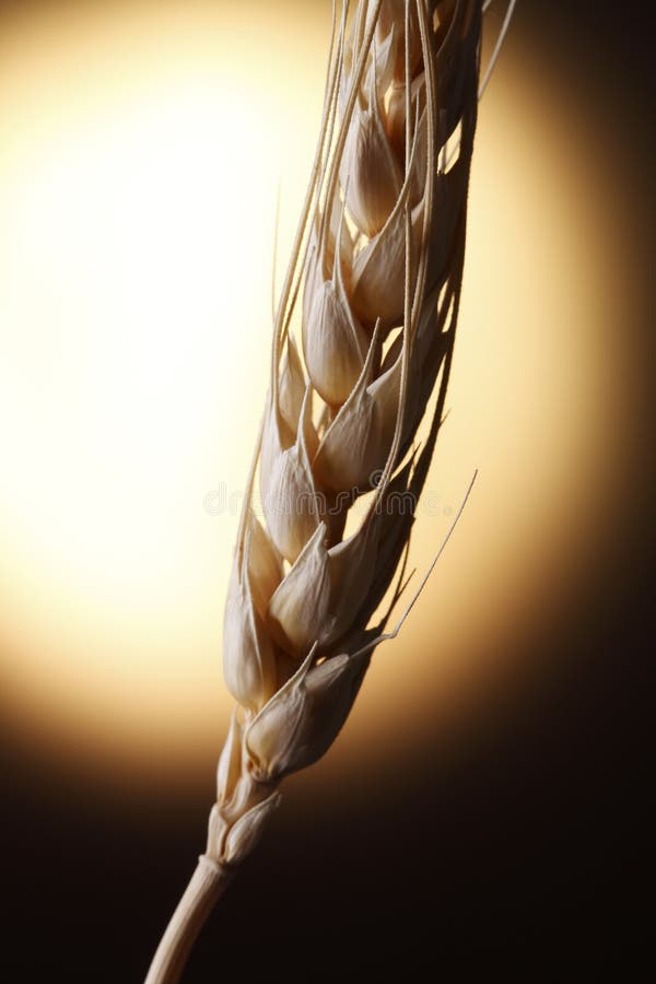 Einkorn wheat stock image. Image of color, agriculture - 26588909