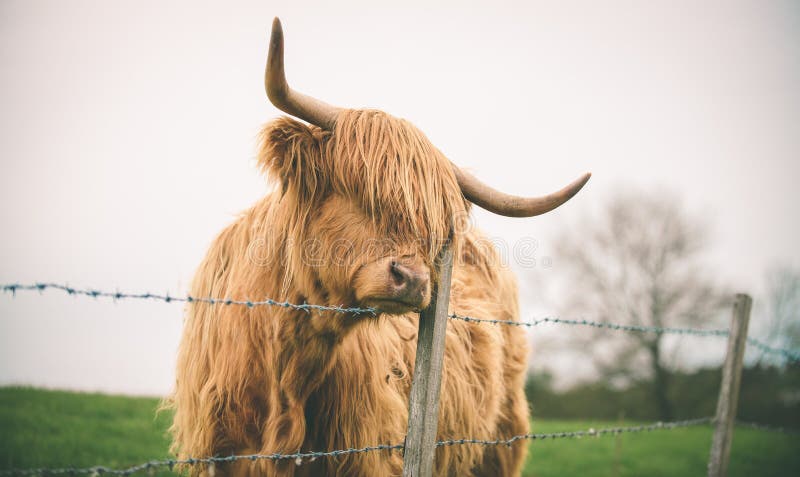 Einsame Kuh stockbild. Bild von grün, furcht, haarig - 54045921