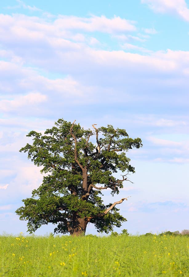 Alter Eichenbaum stockfoto. Bild von nave, botanisch, einsam - 5030638