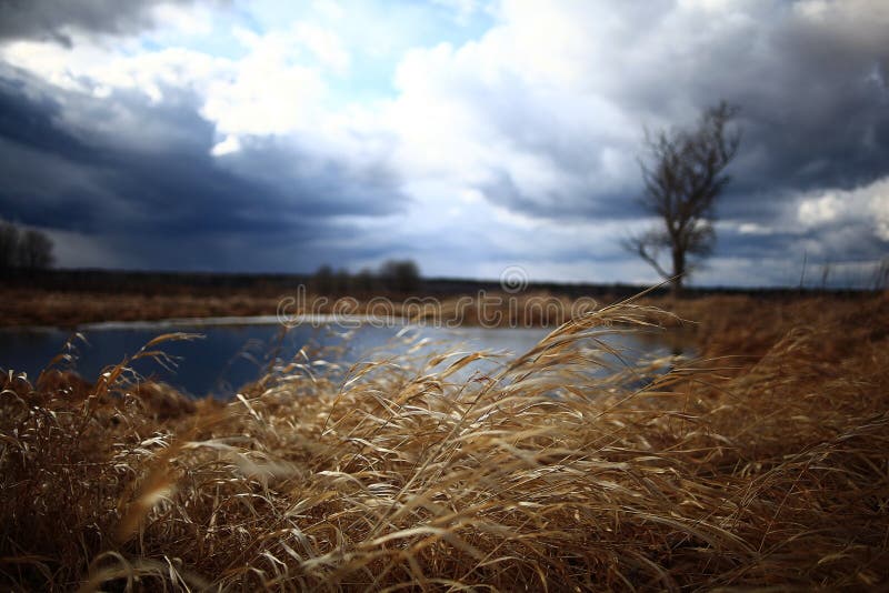 Baum im Wind stockbild. Bild von baum, himmel, wind, kanada - 93886923