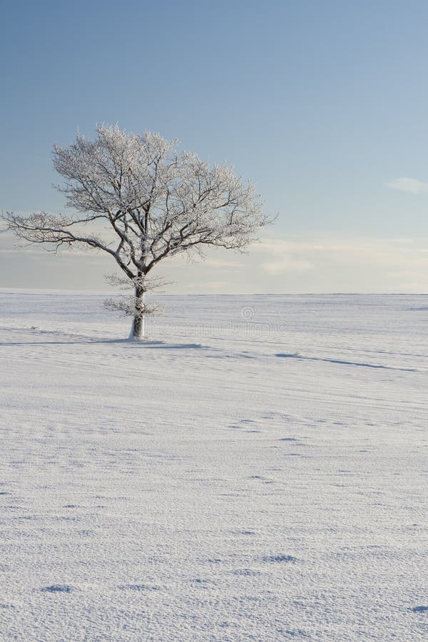 Himmel, Baum und Schnee stockbild. Bild von park, saisonal - 12697399