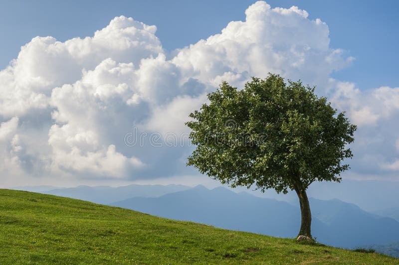 Baum im Wind stockbild. Bild von blatt, schön, wind, outdoor - 18215295