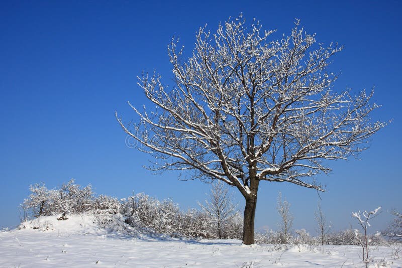 Einsamer Baum im Winter stockbild. Bild von winter, einsamer - 12693923