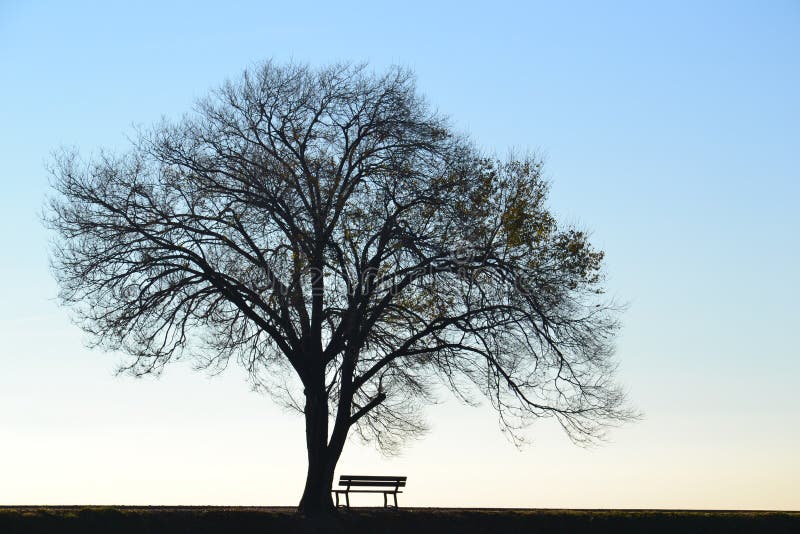 Einsamer Baum und Bank stockbild. Bild von nachdenklich - 36069189