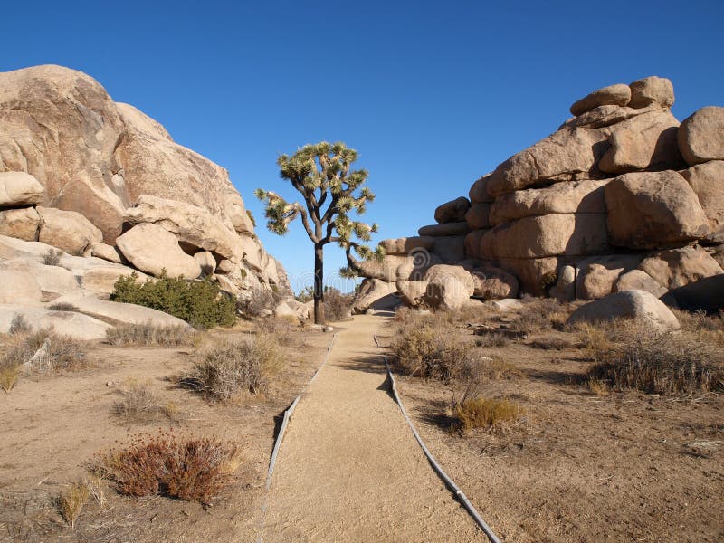 Einsamer Joshua-Baum stockfoto. Bild von spur, park, yuccapalme - 11305132