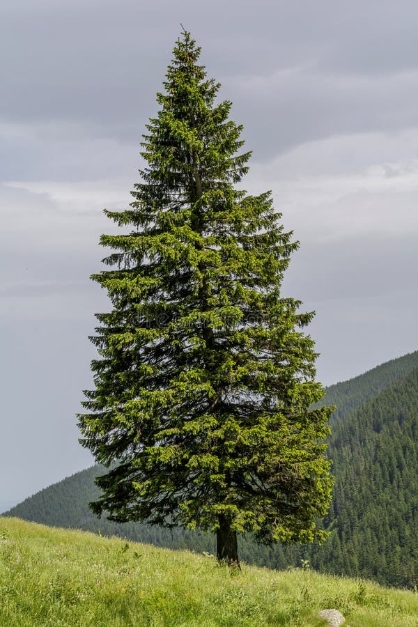 Einsamer Tannenbaum Auf Einem Hügel Stockbild - Bild von umgebung ...