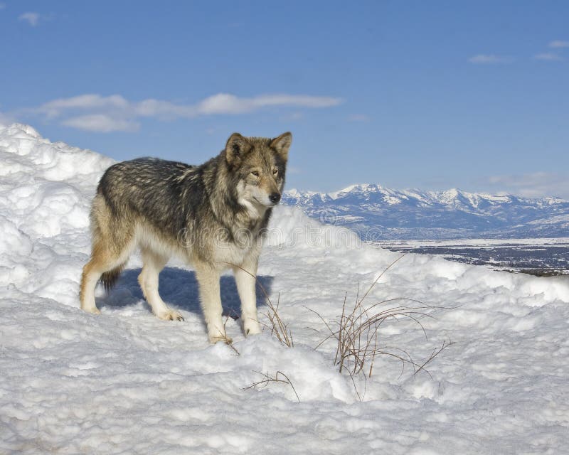 Einsamer Wolf im Schnee stockbild. Bild von wild, fleischfresser - 5606865