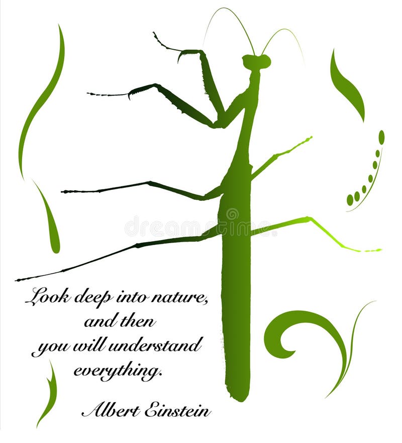 Einstein Quote stock illustration. Illustration of quote - 159115138