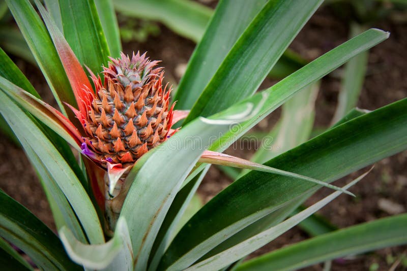 Ananas-Plantage Im Gewächshaus, Azoren Stockbild - Bild von leute ...