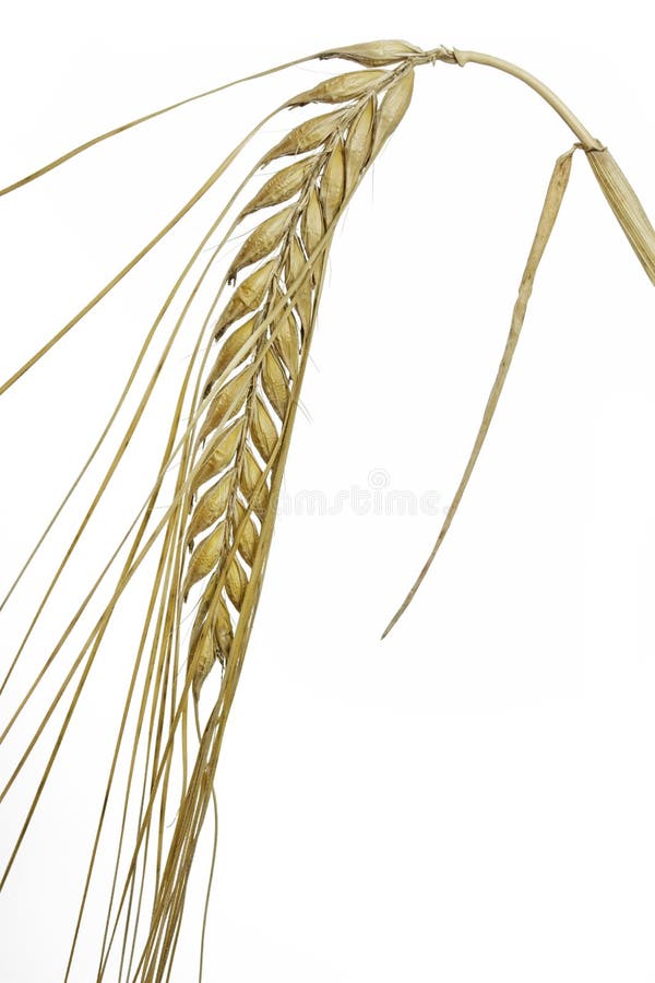 Einzelne Anlage Der Gerste (Hordeum Vulgare) Stockbild - Bild von ...