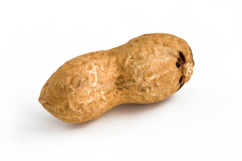 Einzelne Erdnuss- Lokalisiert Stockfoto - Bild von nahaufnahme ...