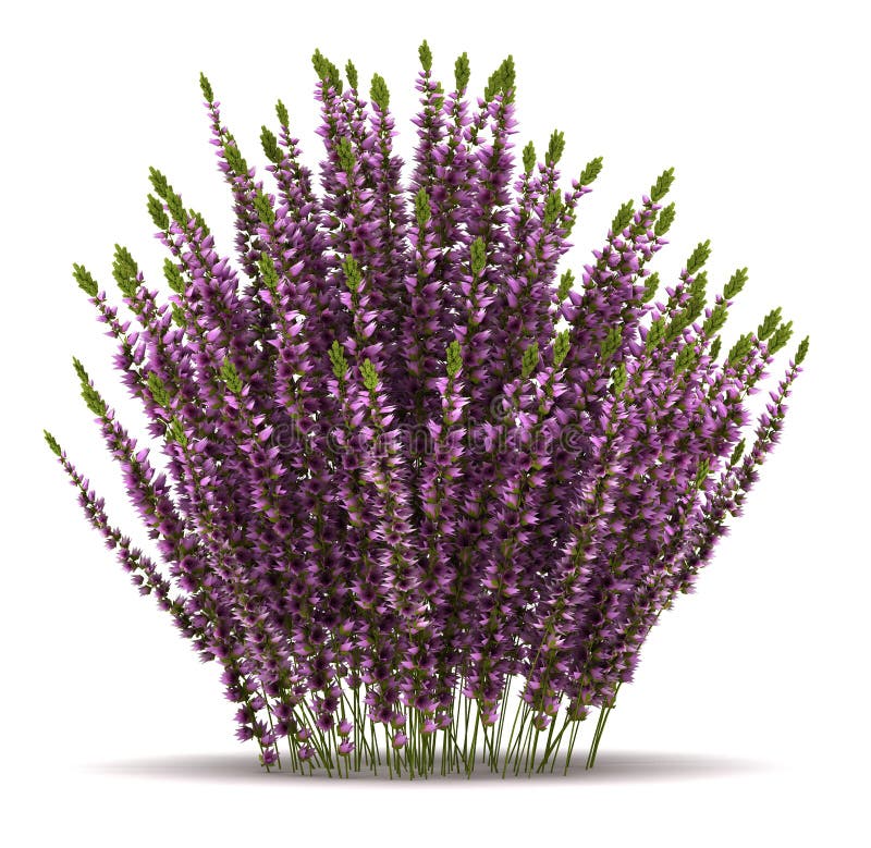 Heidekraut Stock Illustrationen, Vektors, & Klipart – (957 Stock ...