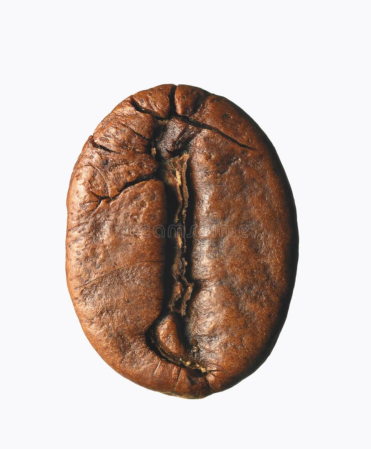 Einzelne Kaffeebohne stockfoto. Bild von aroma, weiß, kaffee - 5262956