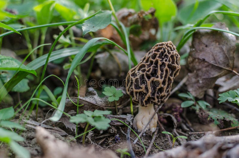 Einzelner Morchel-Pilz stockfoto. Bild von feinschmecker - 18031126