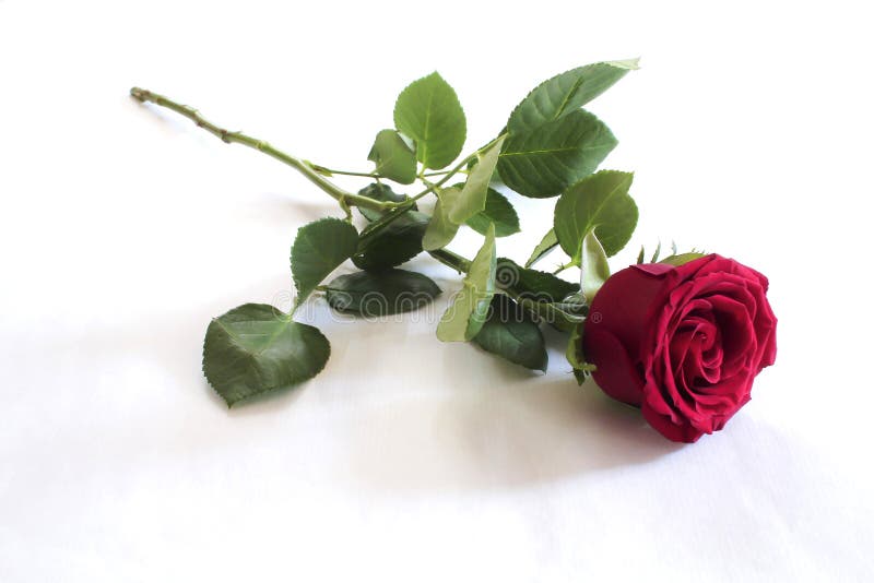 Einzelne rote Rose stockfoto. Bild von valentinskarten - 37945482