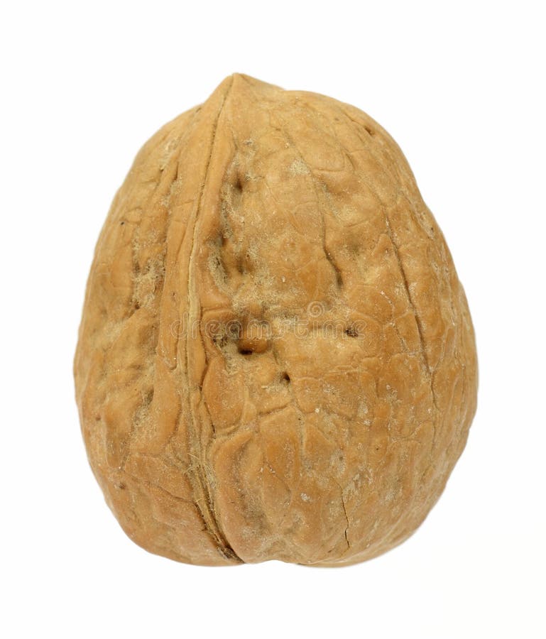 Einzelne Walnuss Auf Einem Weißen Hintergrund Stockbild - Bild von ...