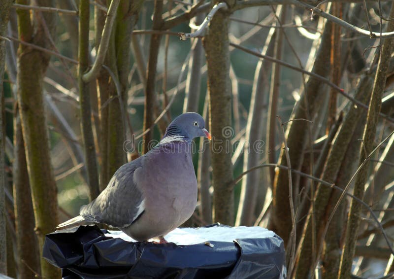 Wildtaube, Die Im Vogelfeeder Sitzt. Stockfoto - Bild von nave, feder ...