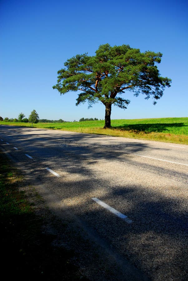 Einzelner Baum Durch Die Straße Stockbild - Bild von nave, friedvoll ...