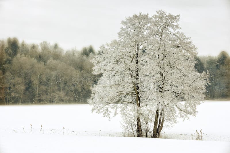 Einzelner Baum Im Winter Umfasst Mit Reif Stockfoto - Bild von winter ...