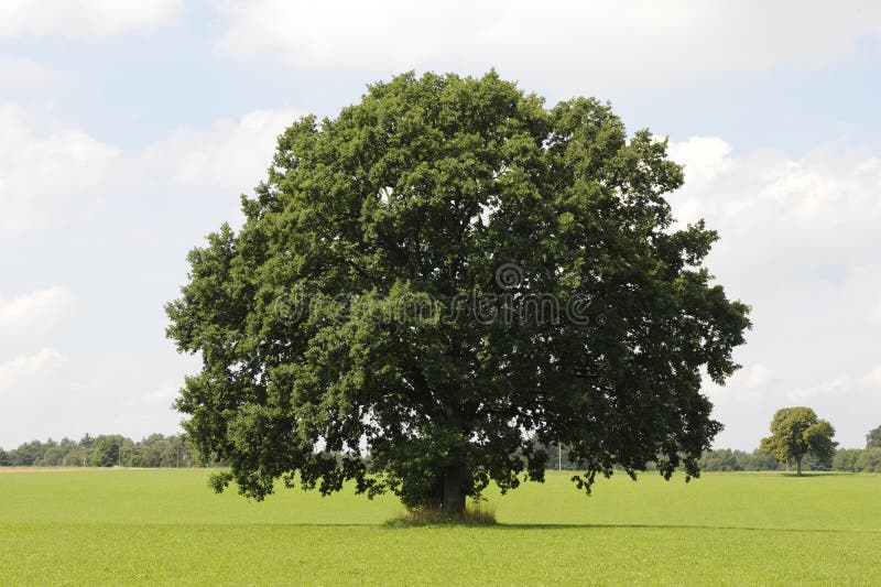 Einzelner Eichenbaum stockbild. Bild von landwirtschaft - 14364381