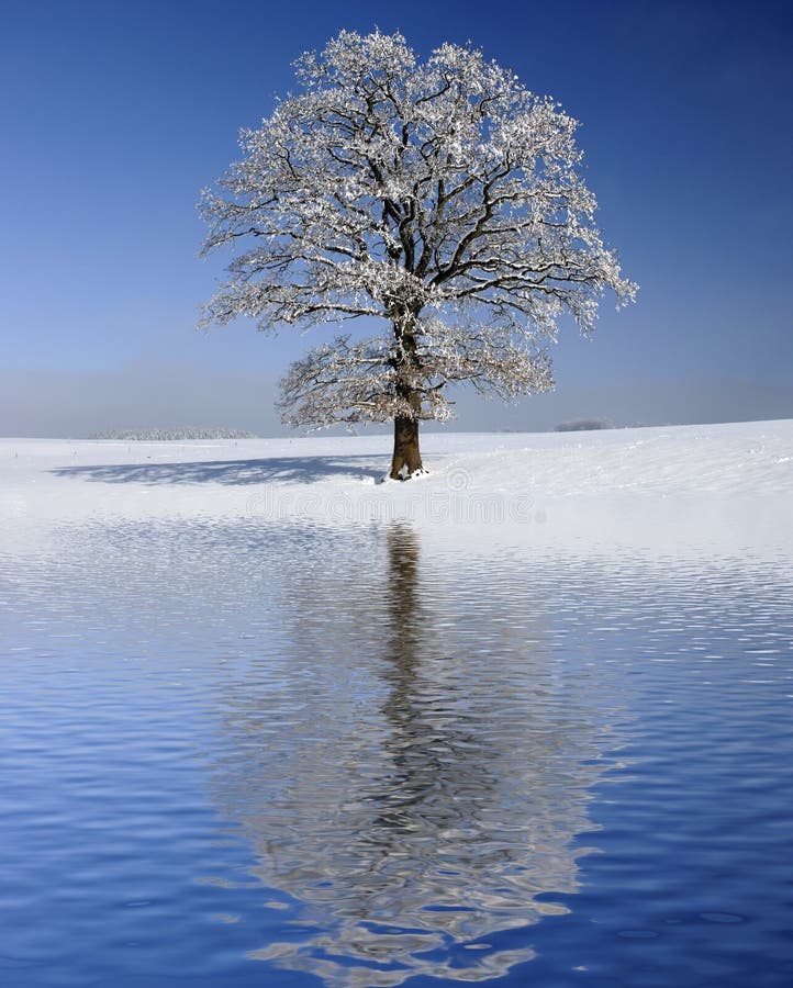 Baum am Winter Mit Eis, Schnee Und Sonne Stockbild - Bild von betrieb ...