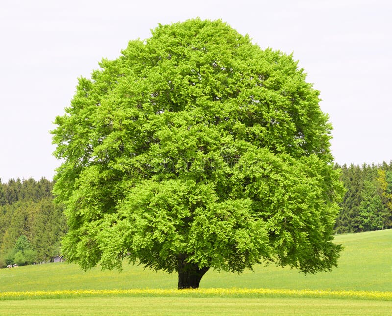Einzelner Großer Alter Buchenbaum Stockfoto - Bild von landschaft ...