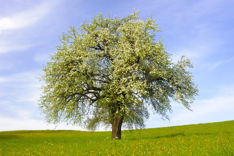 Einzelner Apfelbaum Im Mittsommer Stockbild - Bild von bearbeitung ...